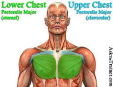 Calisthenics chest workout - beginner to advanced.
