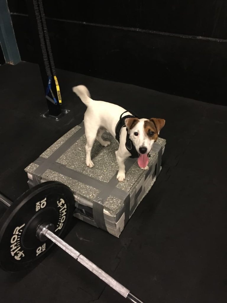 How to work out with your dog and having fun - Fits-Me