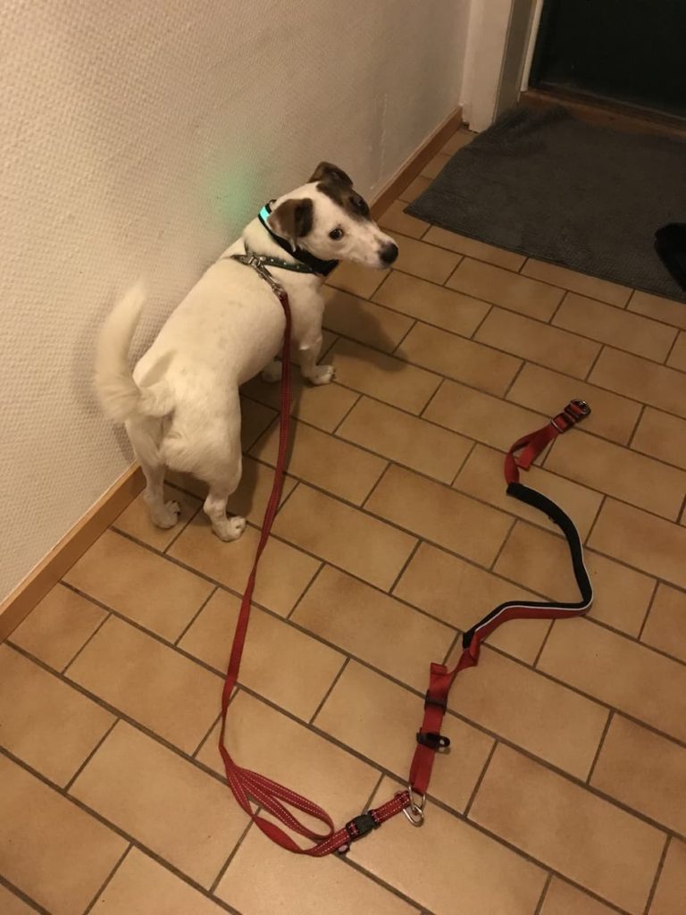 How to work out with your dog and having fun - Fits-Me